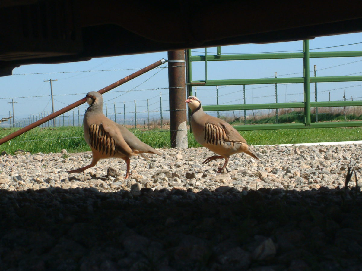 Chuckers 010 | Wildlands